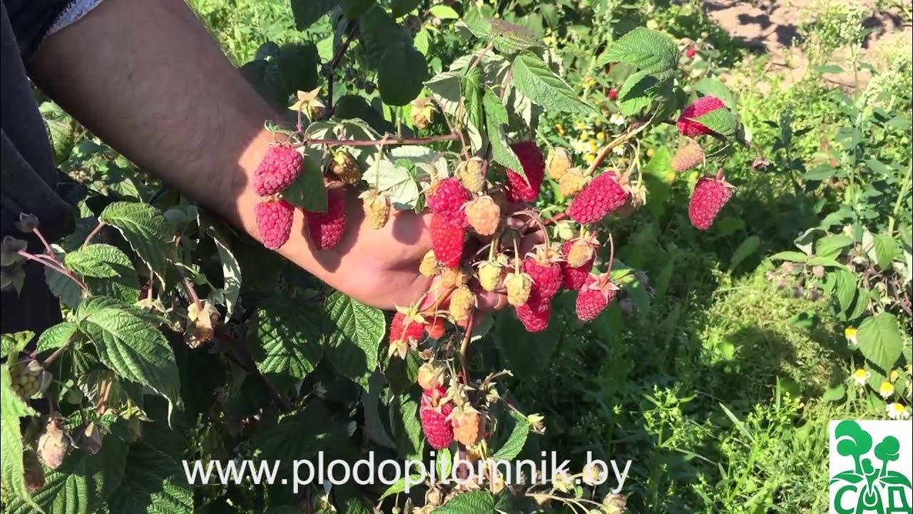 Малина ремонтантная сорт Брянское диво - YouTube