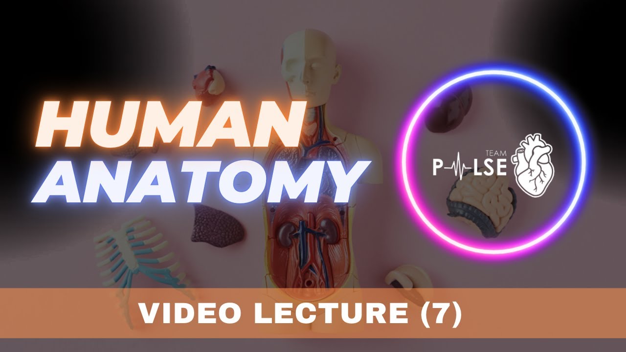 Human Anatomy II L7: Muscular System 1 II Dania Alaa - YouTube