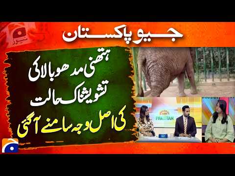 Madhubala the Elephant's Health Crisis: Real Cause Finally Revealed | Geo News