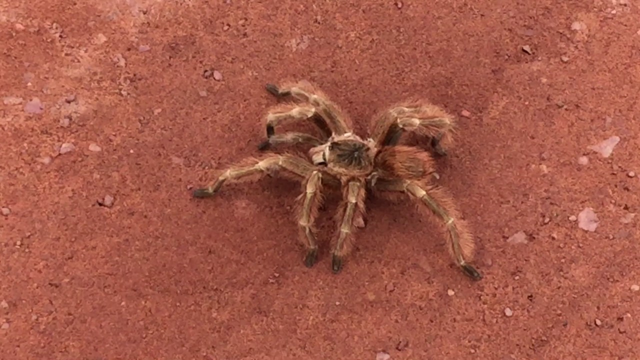 A HUGE Brazilian Giant Blonde Tarantula crossing the road in Pará ...