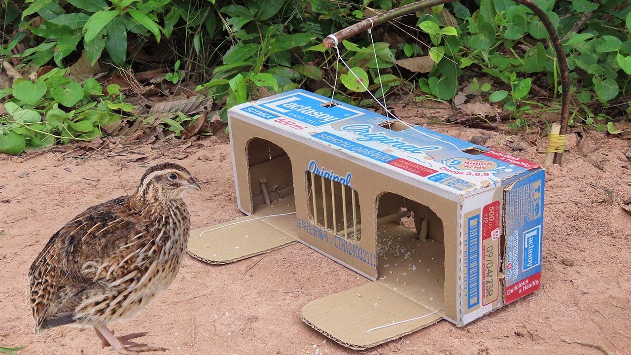 Simple Quick Quail Trap Using Cardboard Box And Woods - Creative Unique ...