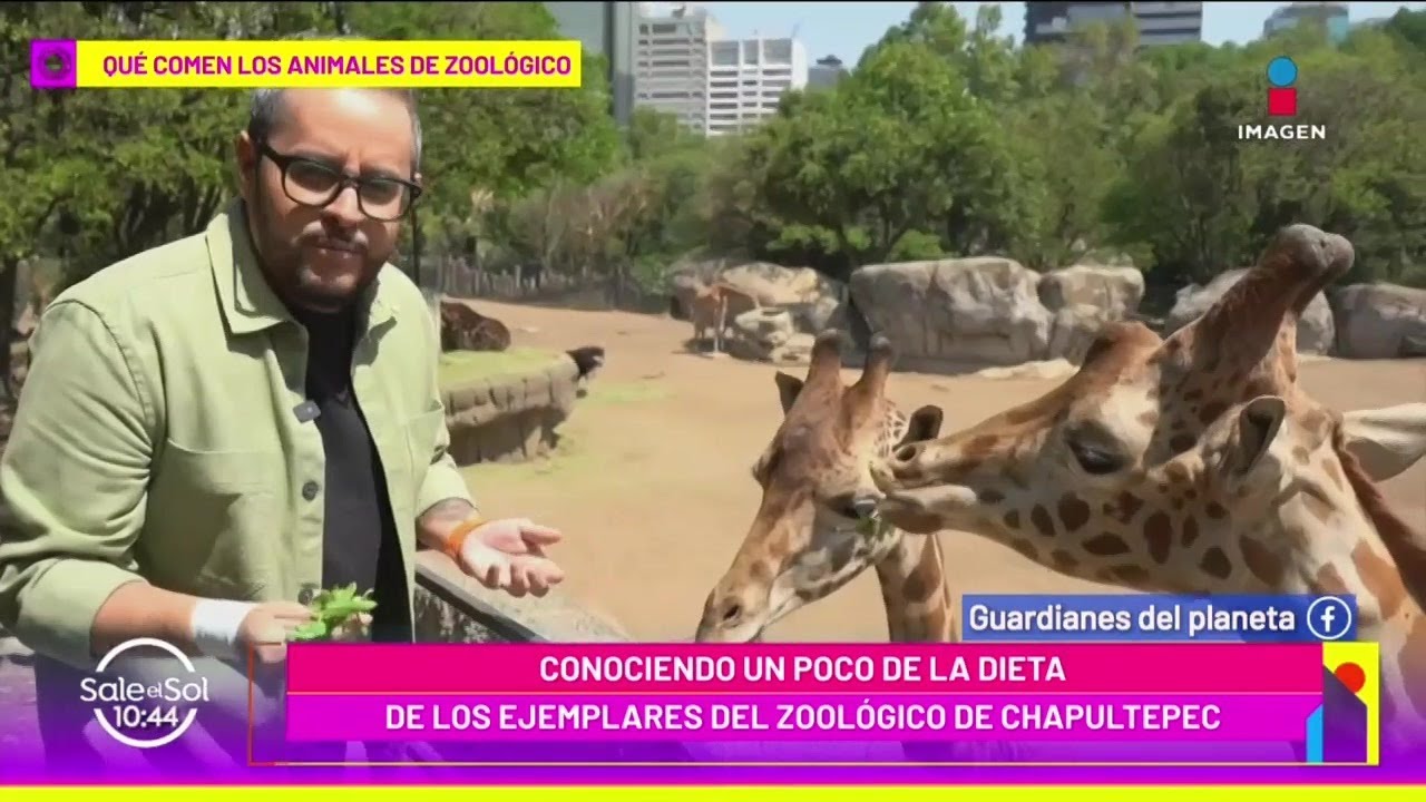 Esto COMEN los animales del zoológico | Conciencia animal | Sale el Sol ...