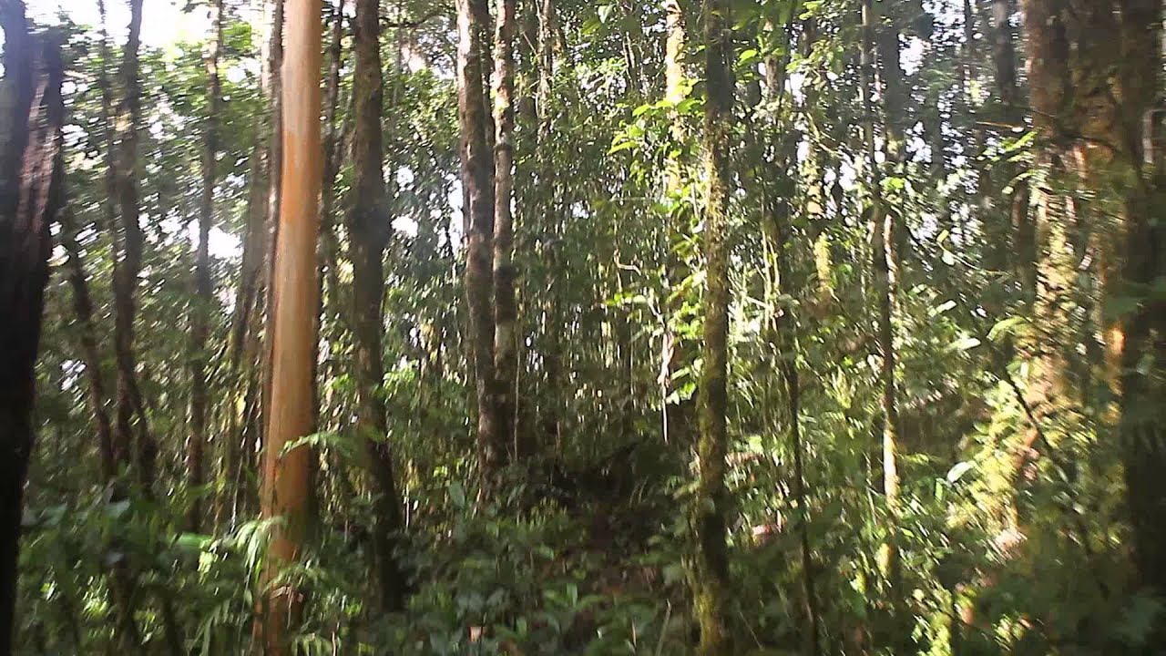 Hidden gibbons on the way to Gunung Murud, Kelabit Highlands, Sarawak ...