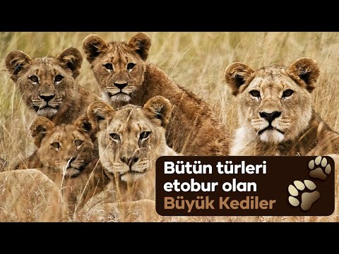 Küçük kedilerin büyük akrabaları “Büyük Kediler” #büyükkediler#doğakaşifi#hayvanlaralemi