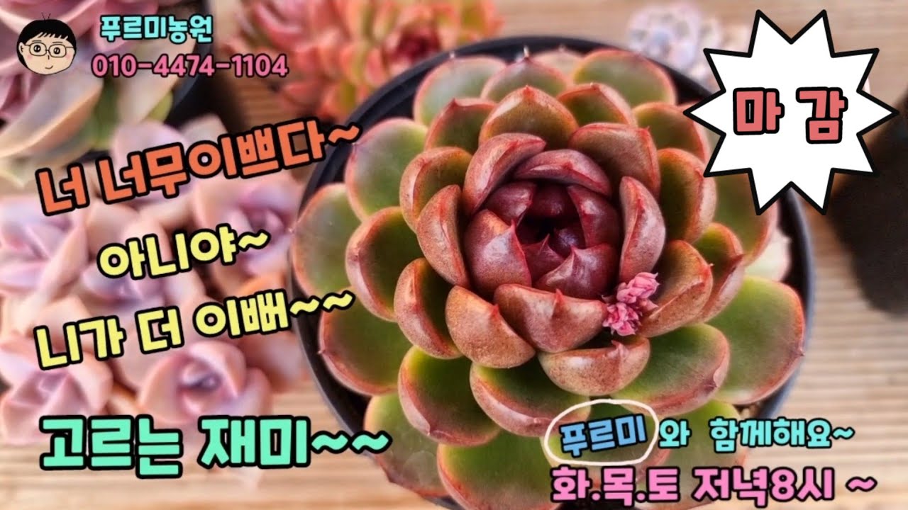 짱짱한 푸르미 다육이~단품130종다육판매 다육식물신품종다육다육이키우기다육아트多肉植物 たにくしょくぶつkorean