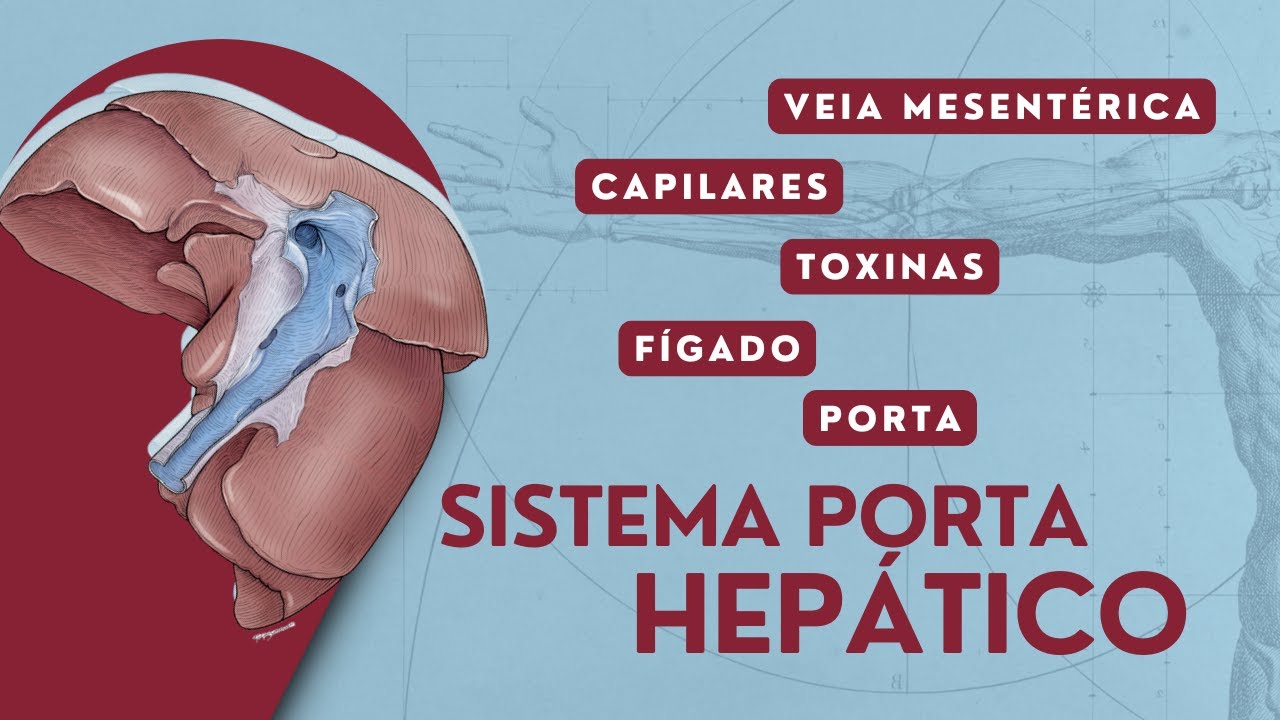 Sistema Porta Hepático | Veia Porta | Anatomia Animal - YouTube