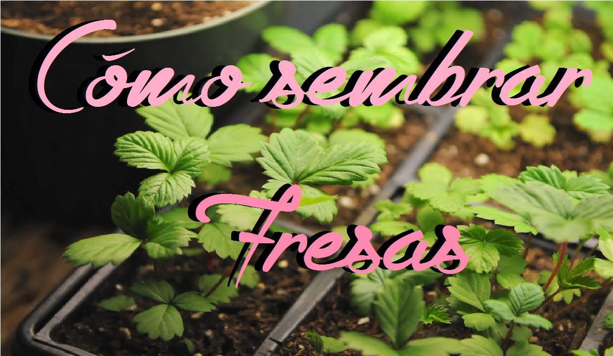 Cómo sembrar fresas (Bien explicado) | Huerto Urbano Villarreal - YouTube