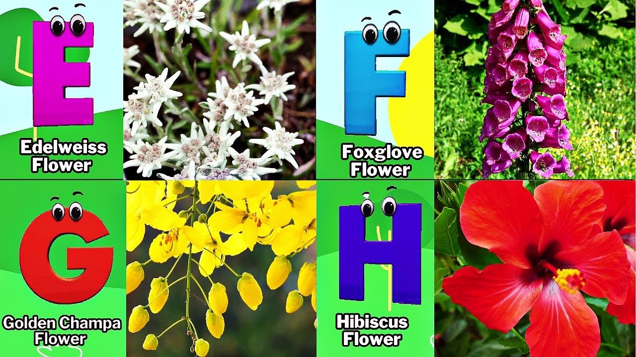 ABC - Alphabet Song - ABC Song - Collection - 2024 #805 - YouTube