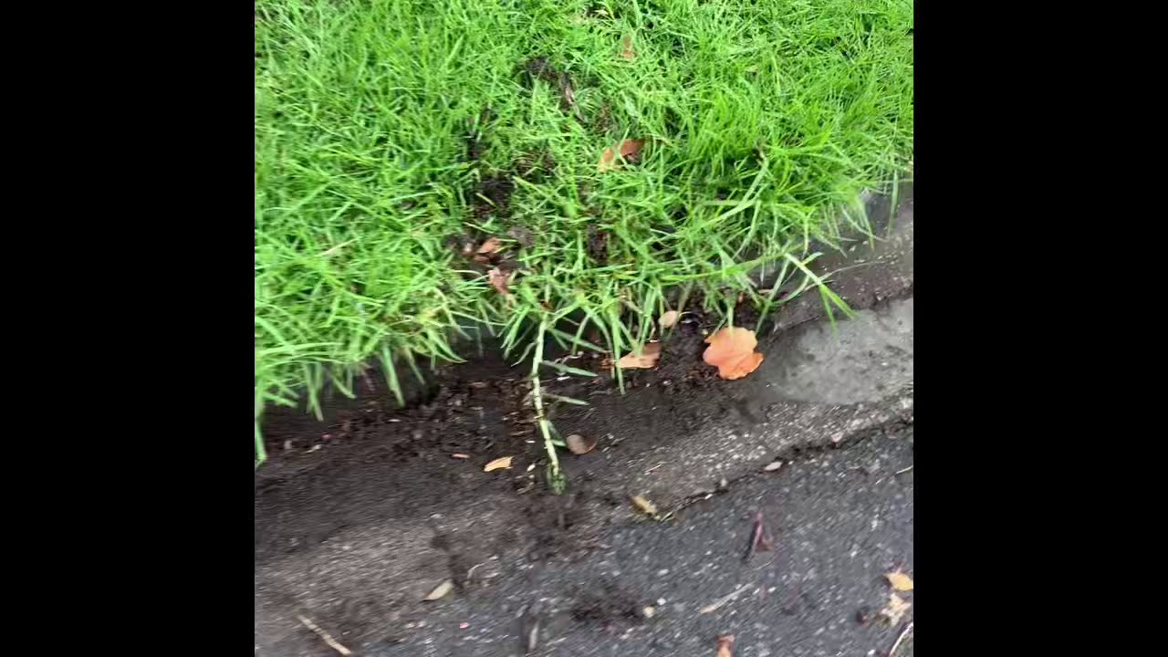 Easiest scrub worm collection after rain - YouTube