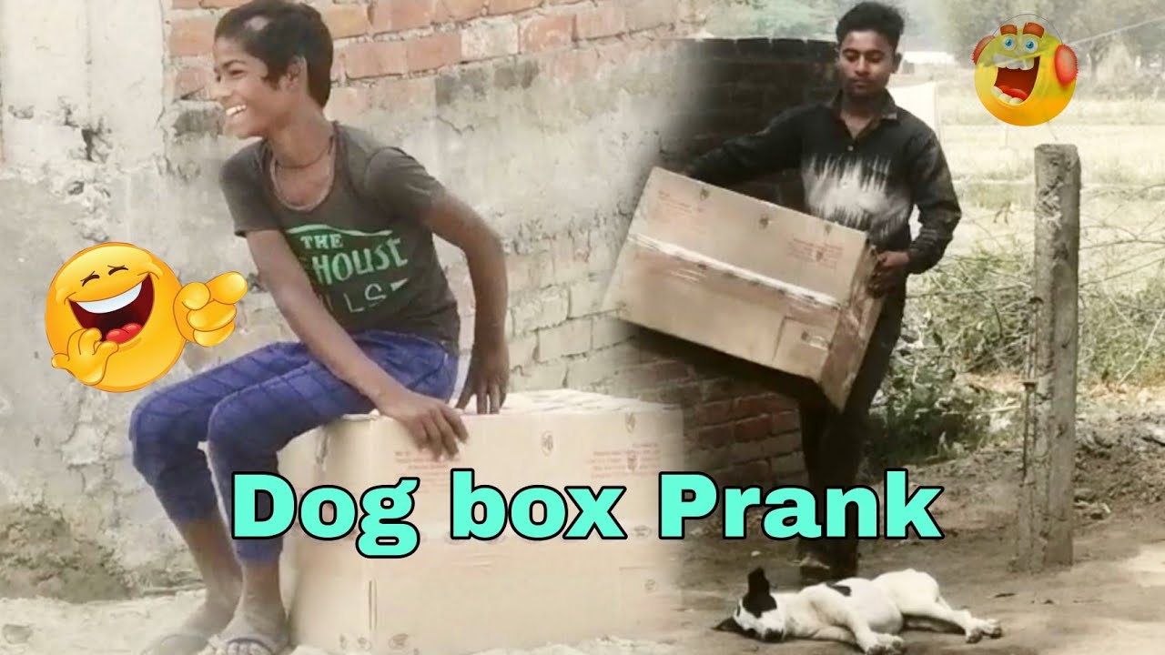Funny Dog Prank In Box | Funny Prank dog | box Pranks In Dog😂 - YouTube