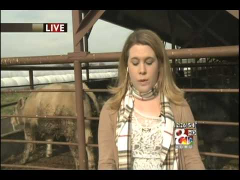Cow poops during live shot KOMU