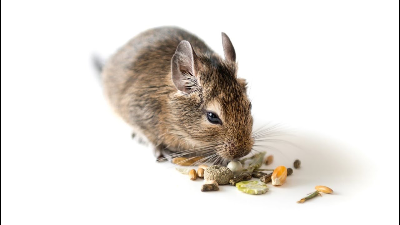 Degus as Pets: Pros & Cons - YouTube