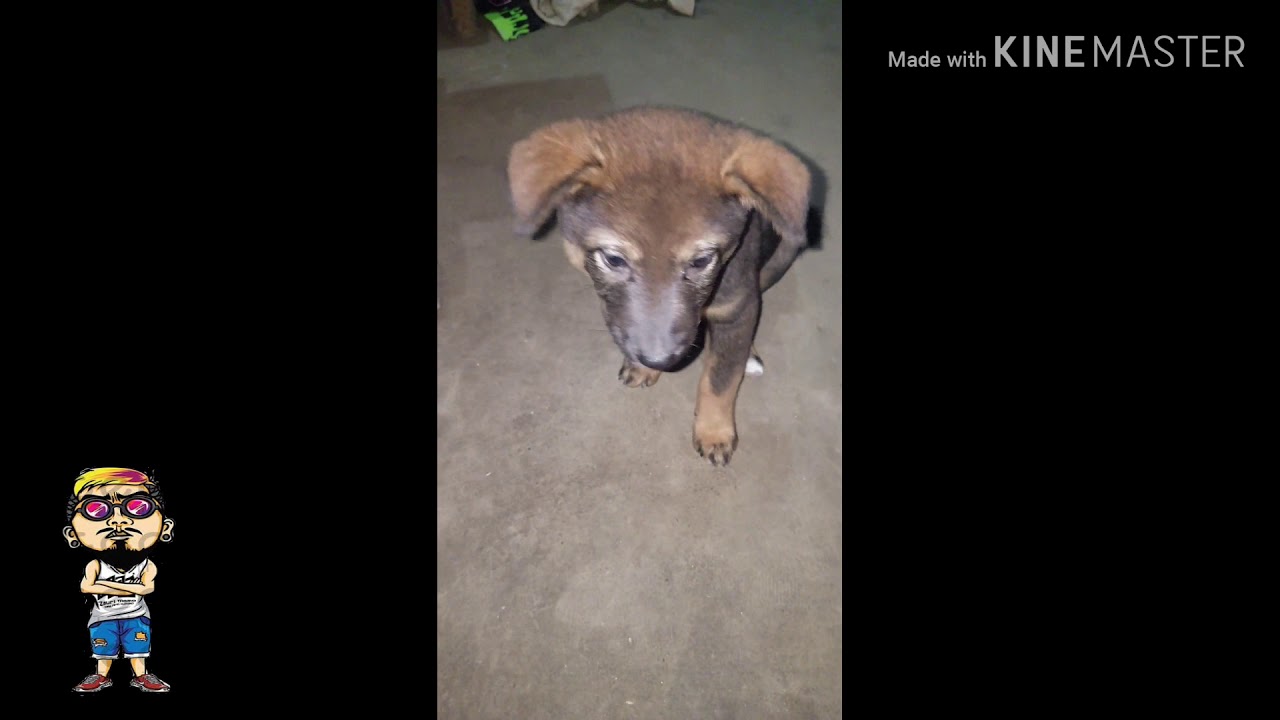 HOW TO TRAIN YOUR ASKAL DOG | ASPIN DOGS | - YouTube