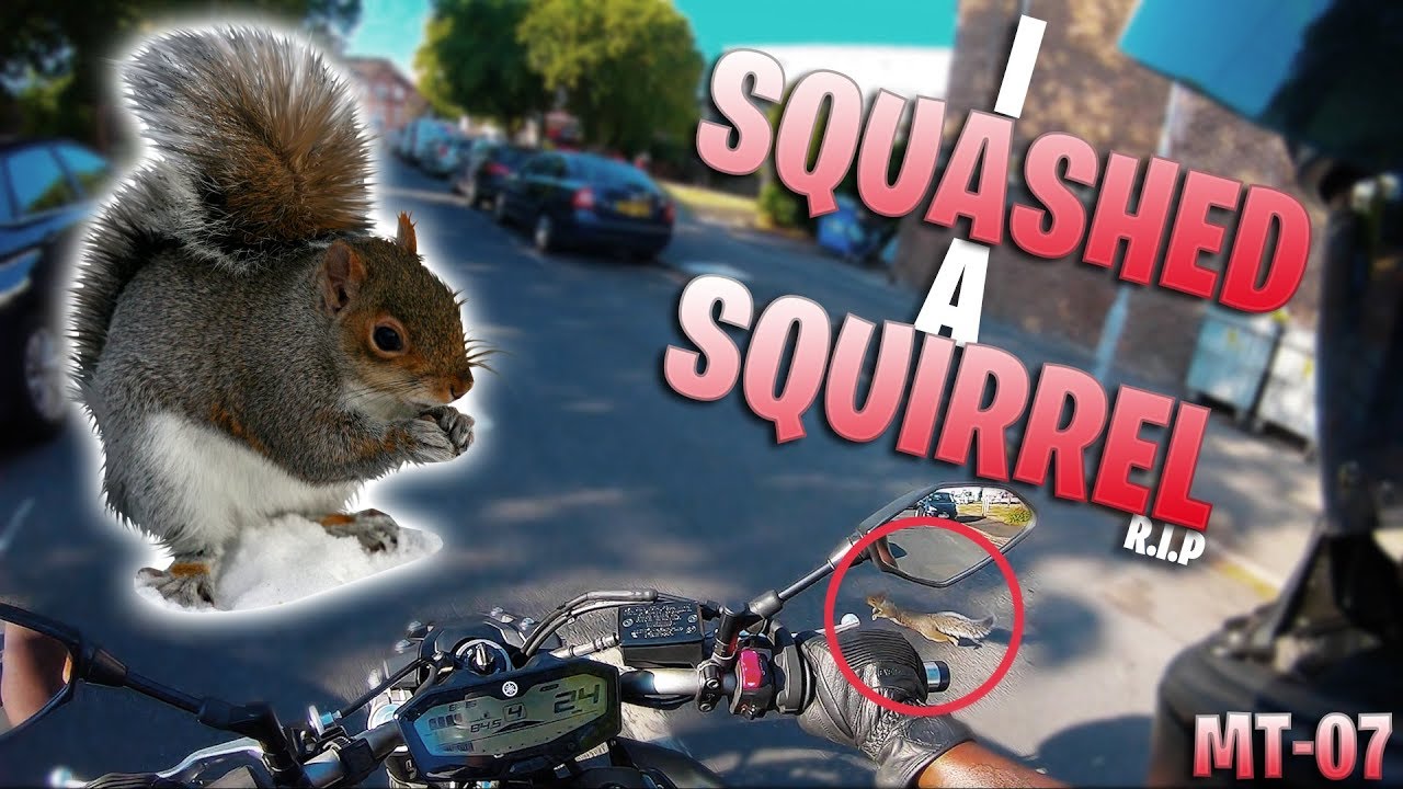 SQUASHED A SQUIRREL :( | MT 07 - YouTube