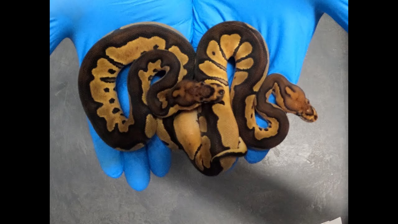 SNAKE OVERLOAD!!! Baby ball python egg cutting! 3 more clutches! - YouTube