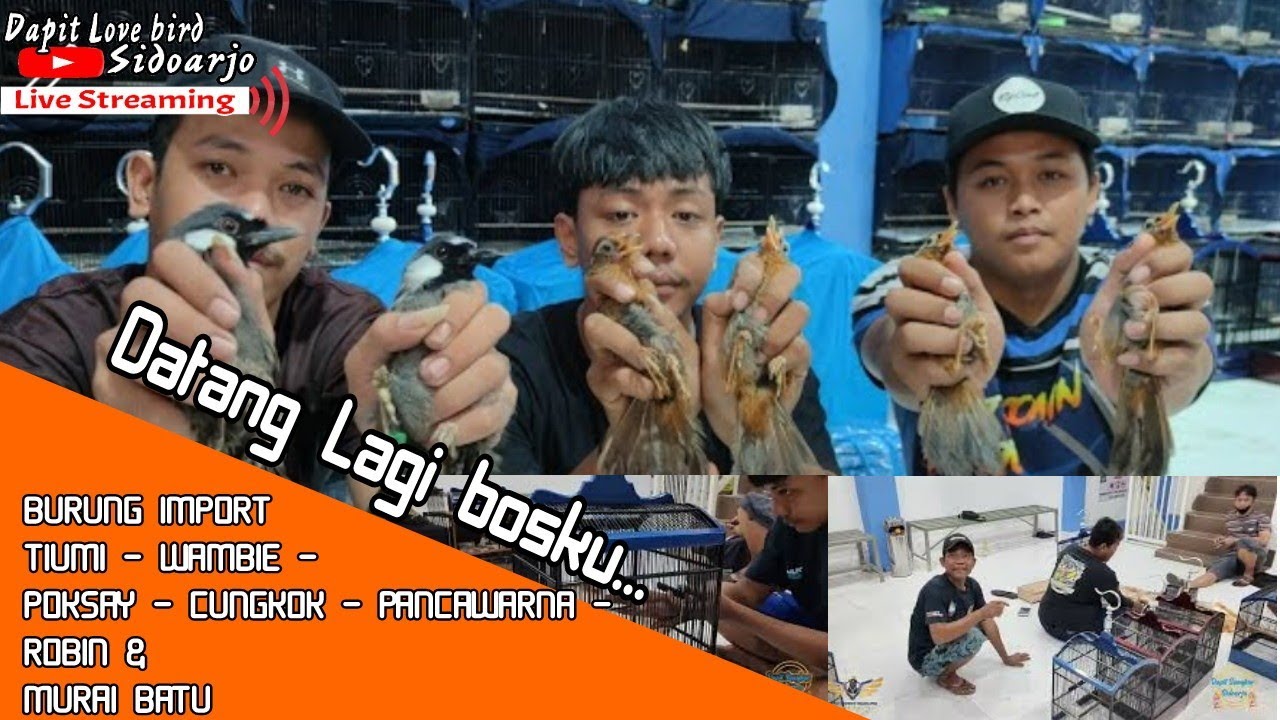 BURUNG IMPORT TIUMI - WAMBIE - POKSAY - CUNGKOK - PANCAWARNA - ROBIN ...