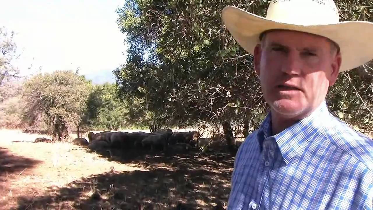 Shannon Ridge Vineyards & Winery: Sustainable Vineyard Management ...