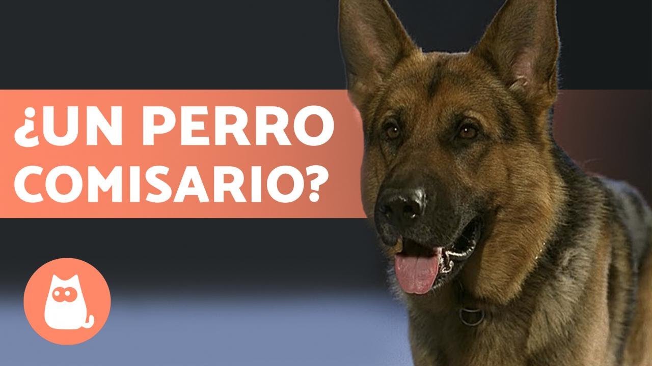 La historia de REX, el PERRO POLICÍA más famoso 🐕👮‍♂️ (Santo Von Haus ...