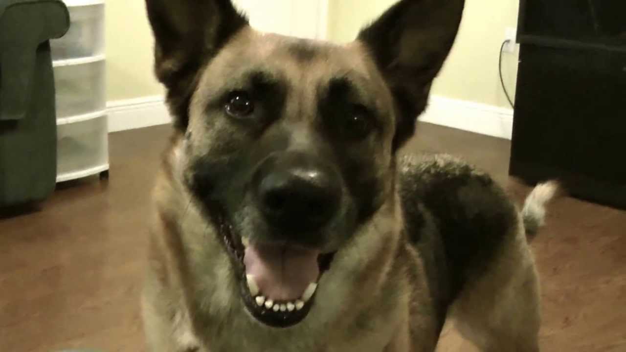 German Shepherd Donut (aka chasing her tail) - YouTube