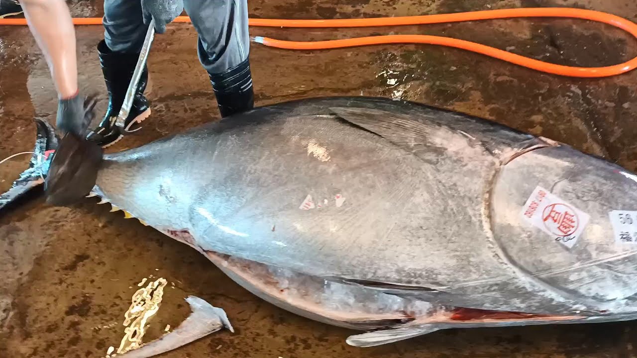 Over 400 kg Bluefin Tuna Superb and Fabulous Cutting Skills - YouTube