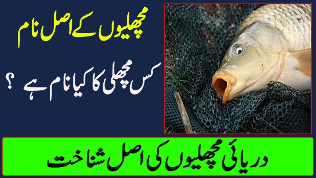 How Many Types of Running Water // Names Of Fish Available In market ...