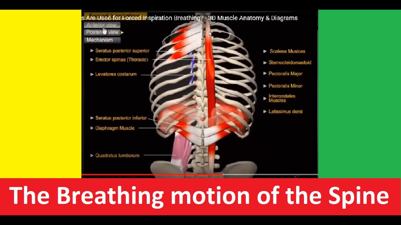The breathing motion of the spine - YouTube