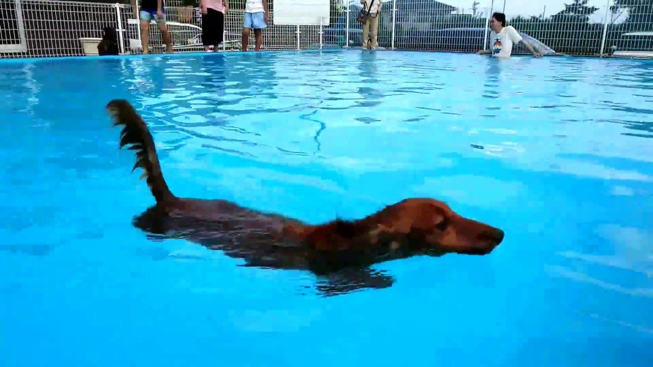 Dachshund Elementary Swimming Class (Dog paddle · swimming practice ...