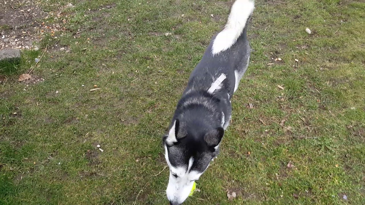 Siberian Husky Fetch Hops - YouTube