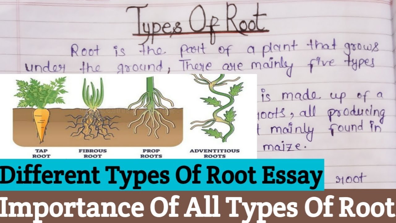 Different Types Of Roots Essay In English | Importance Of Roots ...