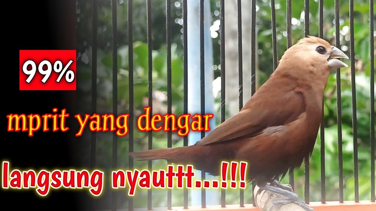 pancingan suara emprit kaji gacor buat burung pipit mprit peking bondol haji dan emprit jawa ...