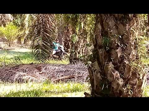 Bocil ngekros di hutan