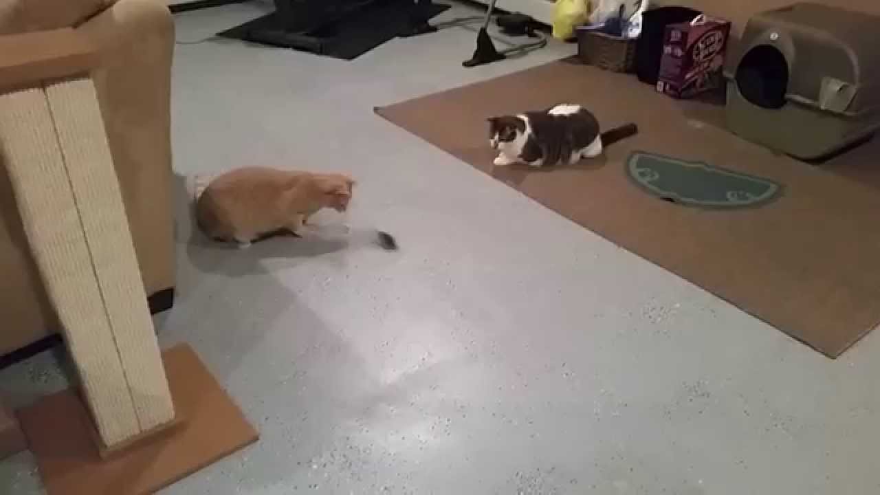 Cats Playing With Mouse - YouTube
