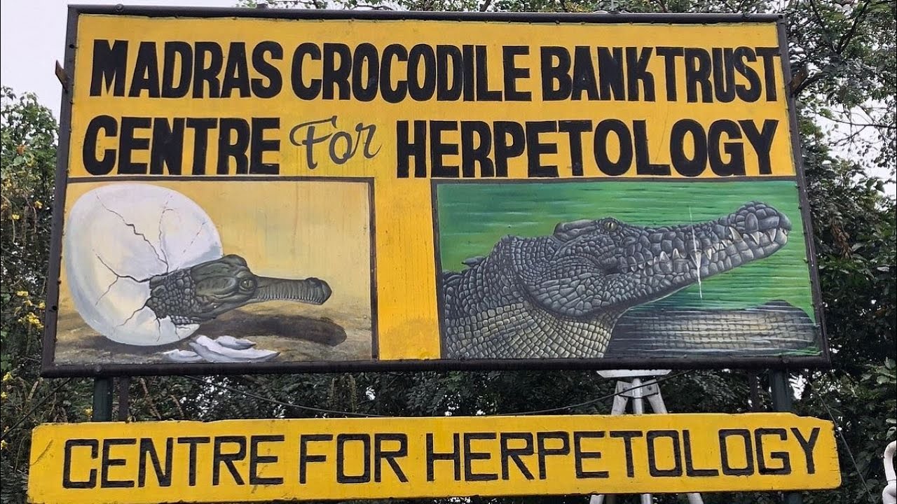 Why Madras Crocodile Bank Trust Is So Famous ? - YouTube