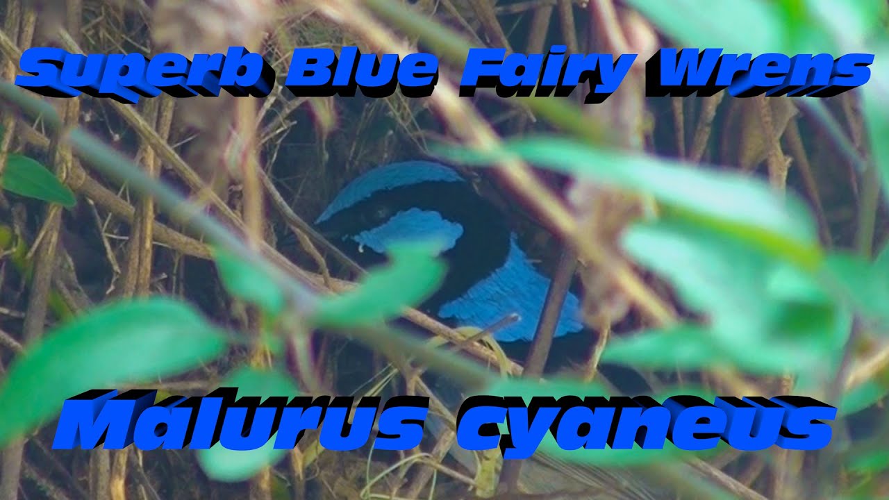 A Pair of Superb Blue Fairy Wren - Willy Wagtail with young - YouTube