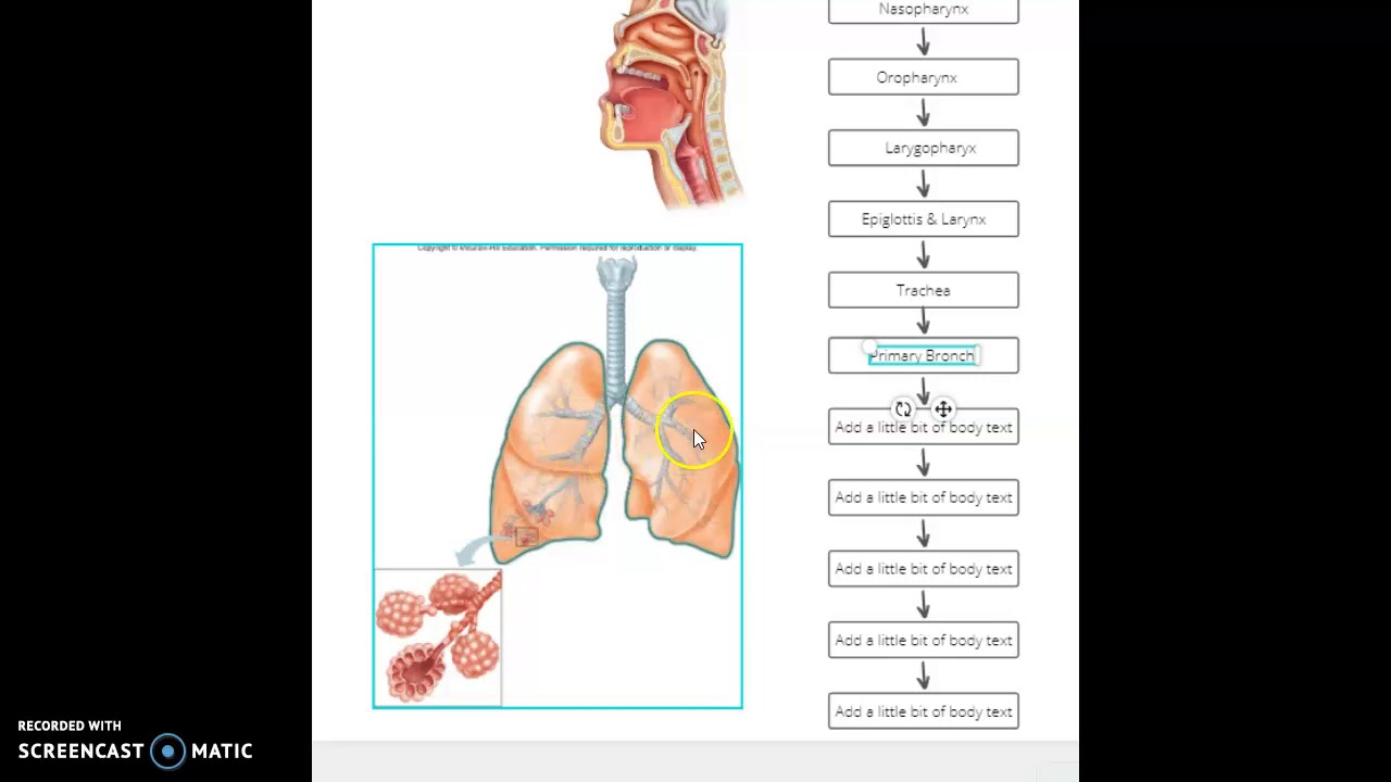 Respiratory Tree Parts - YouTube