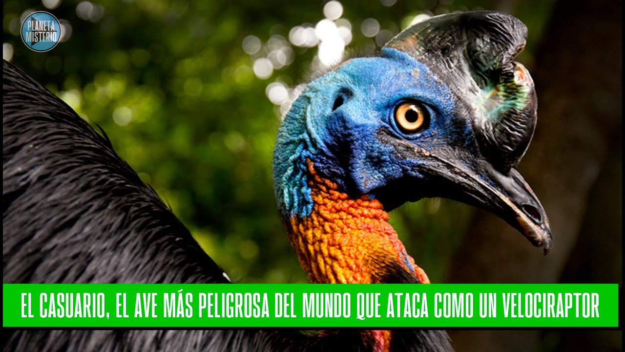 Así es el Casuario | El ave más peligrosa del mundo que ataca como un ...