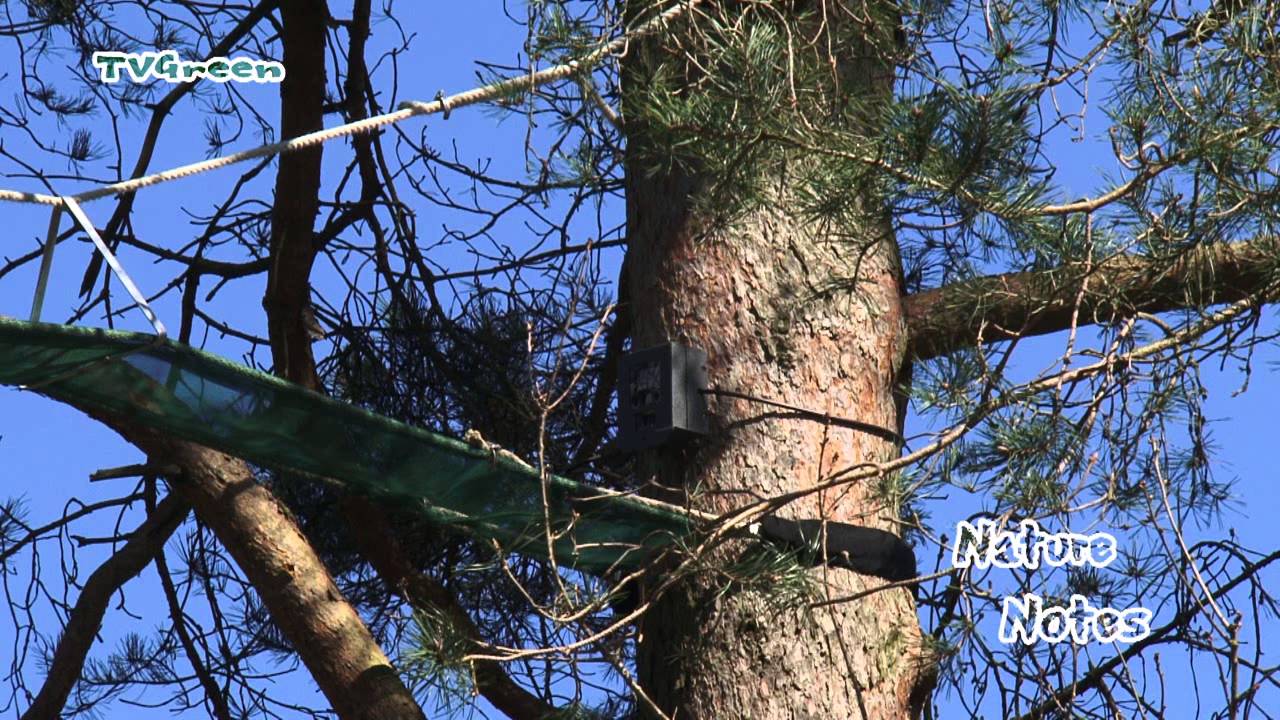 Squirrel bridge - Eekhoorntjesbrug - YouTube