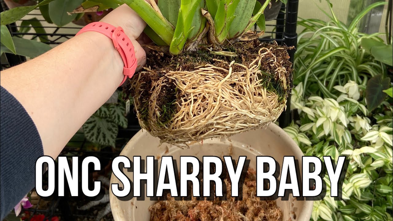 Repotting Oncidium Sharry Baby. Orchid Care For Beginners. - YouTube