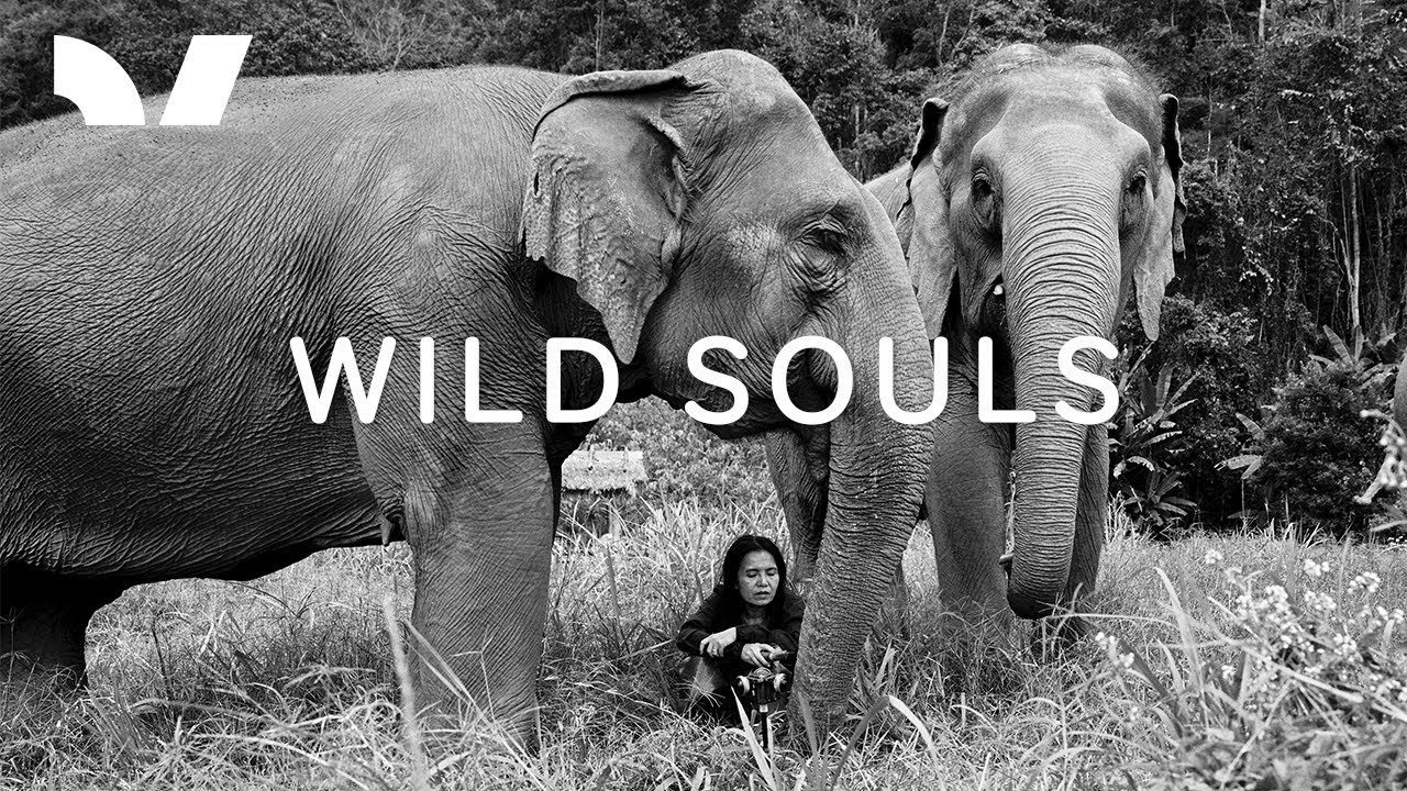 Wild Souls (VR Trailer) - YouTube