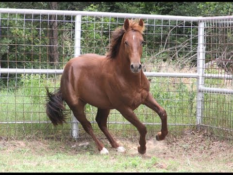 DUAL REY YEARLING STALLION - YouTube