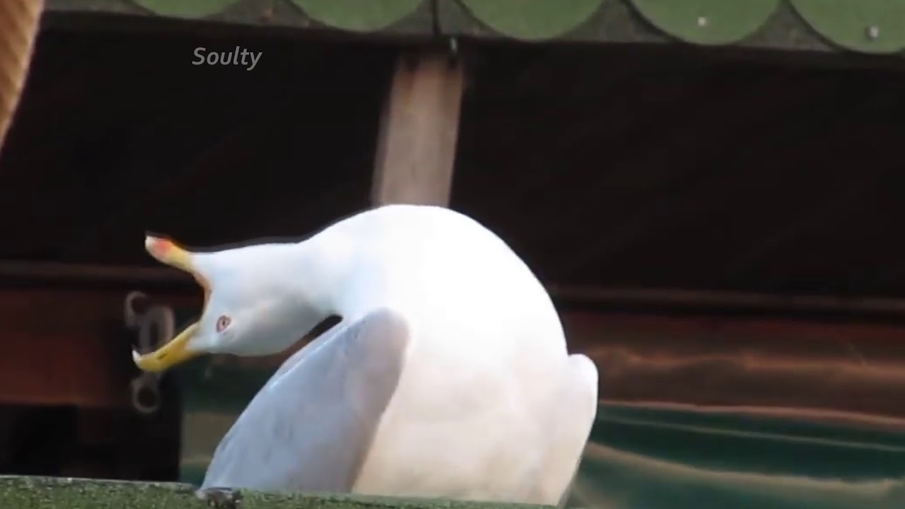 Seagull Screech - YouTube