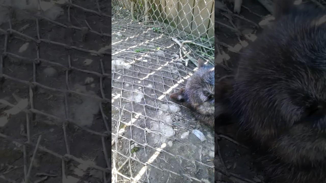 Wolf belly rubs - YouTube