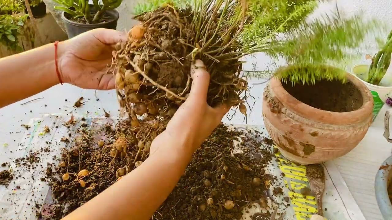Repotting of Root Bounded Fox Tail Fern 👩‍🌾👩‍🌾 - YouTube
