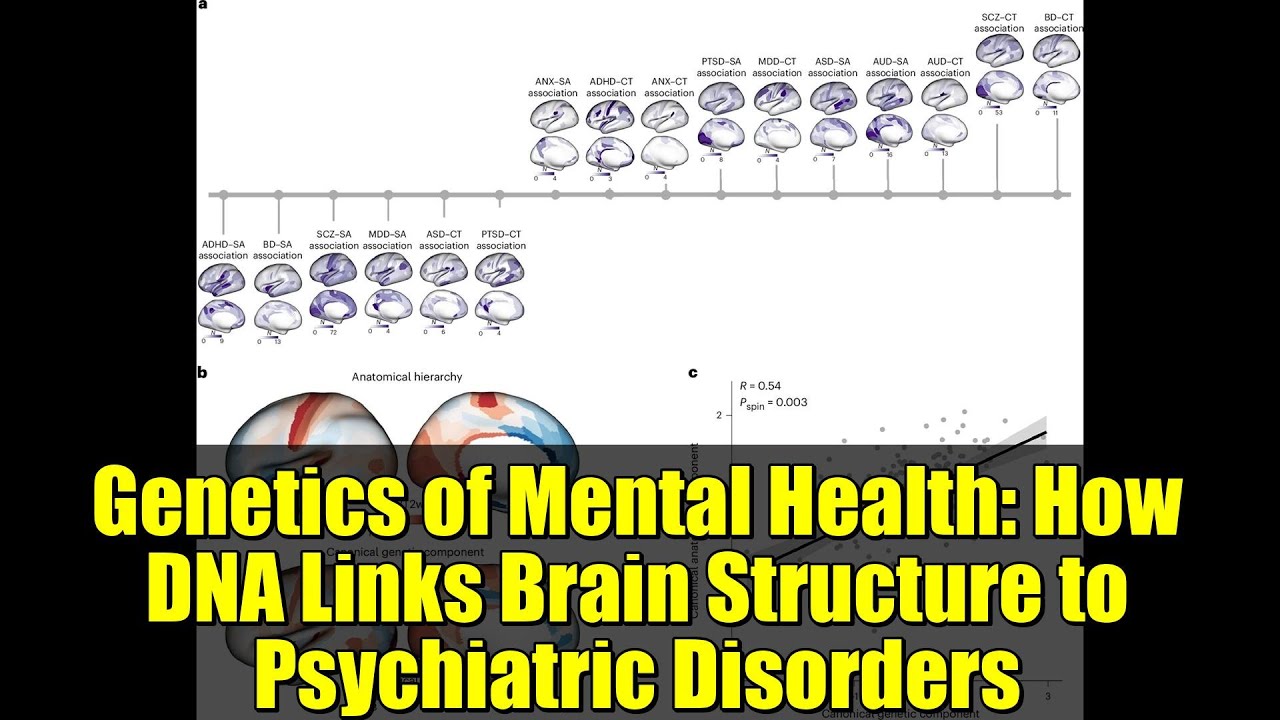 Genetics of Mental Health: How DNA Links Brain Structure to Psychiatric ...