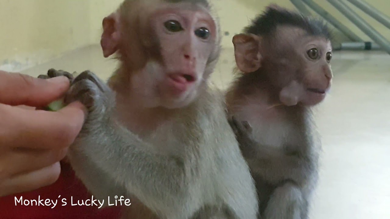 Cute baby monkeys eat cucumber - YouTube