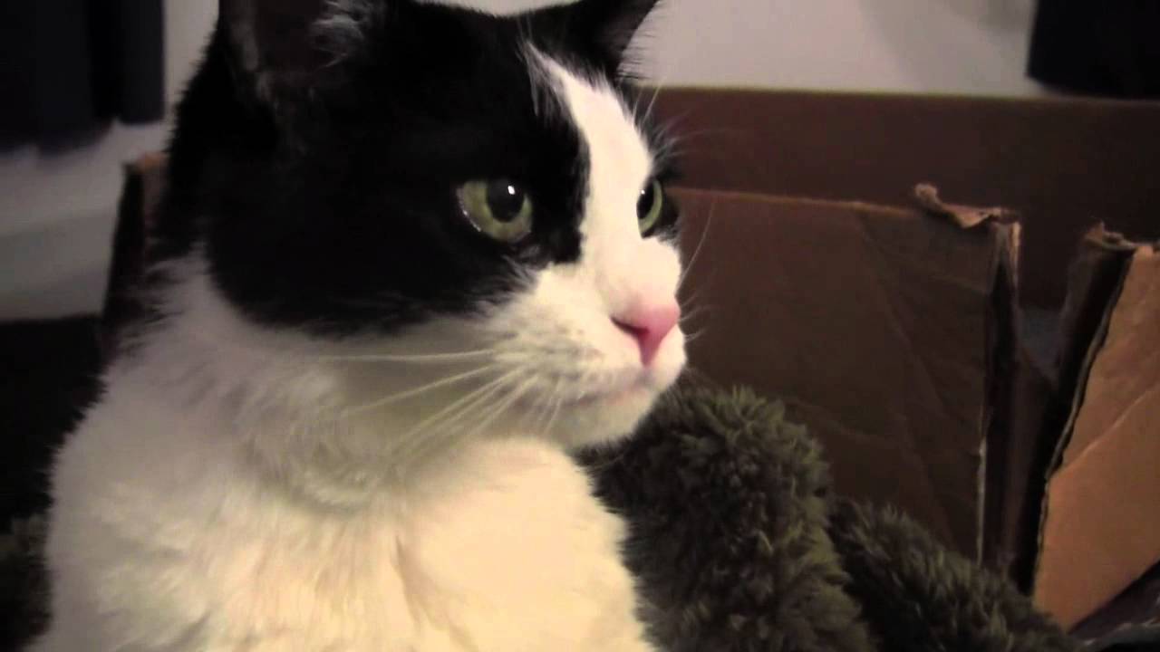 Gizmo's Turkey Time - YouTube