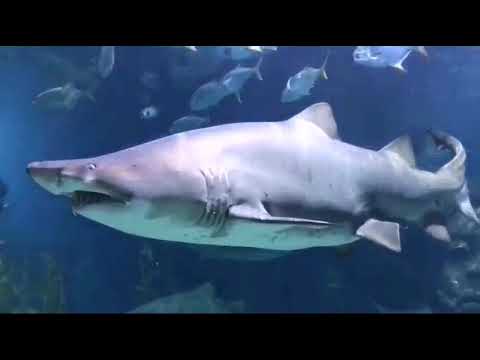 Tayland da Akvuryumda Köpek Balığı ve Mürenbaliği Kavgasi
