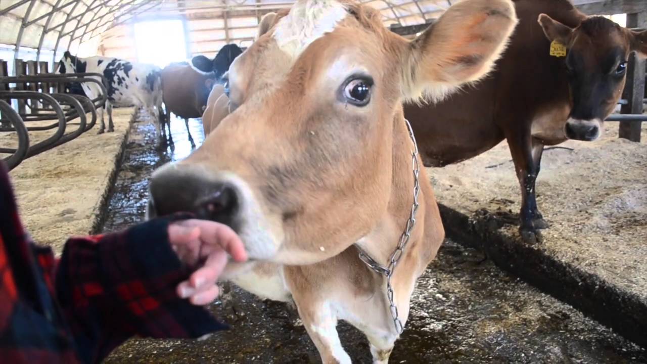Cow Farming in Maine ( Interpretive Final ) - YouTube