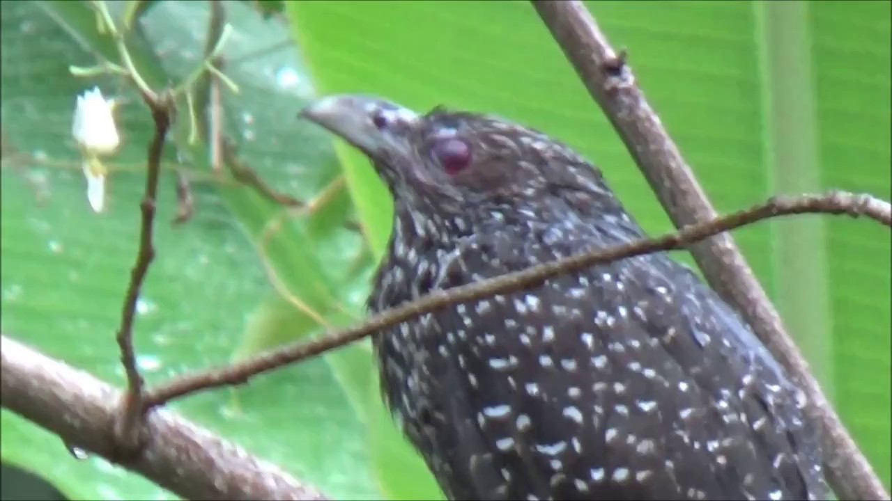 Birds Asian Koel - Sri Lankan Koha Video - YouTube