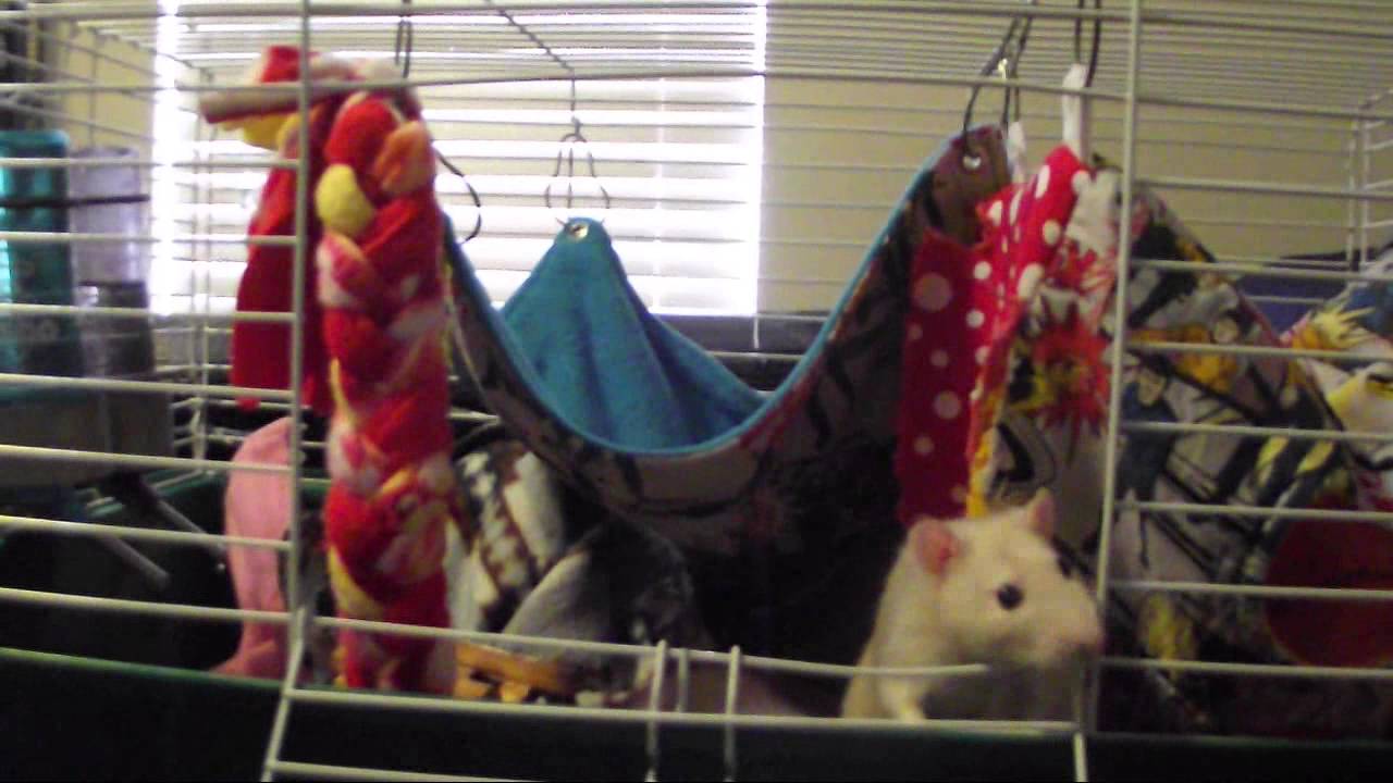 Rat Cam 85 - Time to Move Again - YouTube